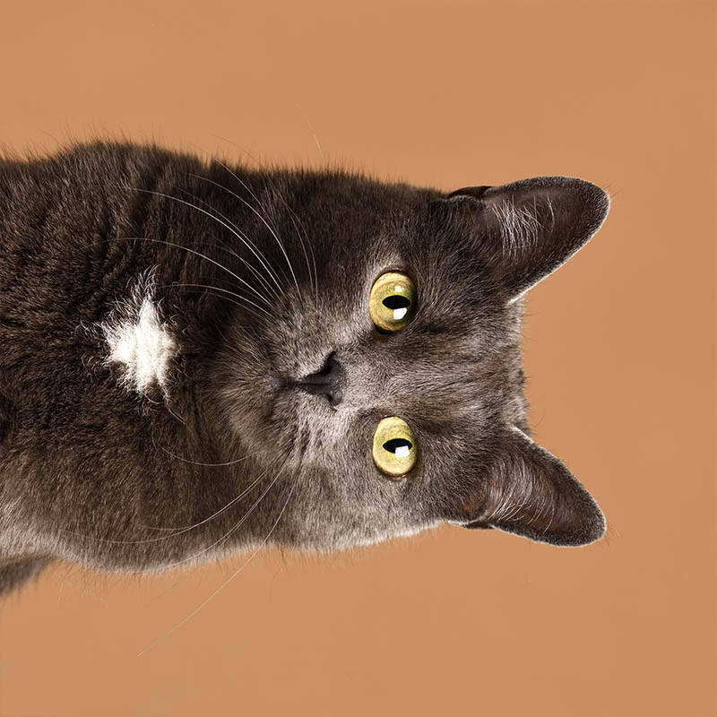 The Alaska Cat Cafe