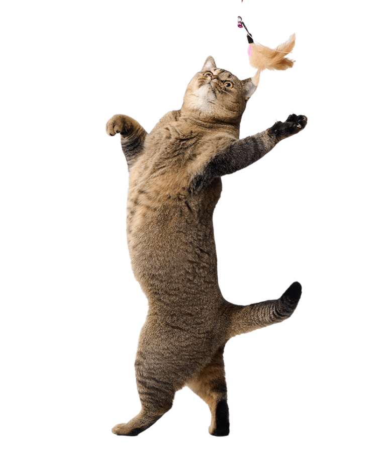 The Alaska Cat Cafe