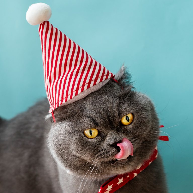 The Alaska Cat Cafe