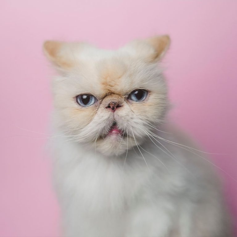 The Alaska Cat Cafe
