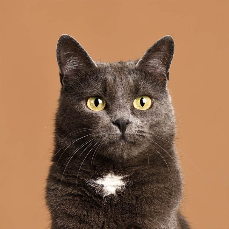 The Alaska Cat Cafe