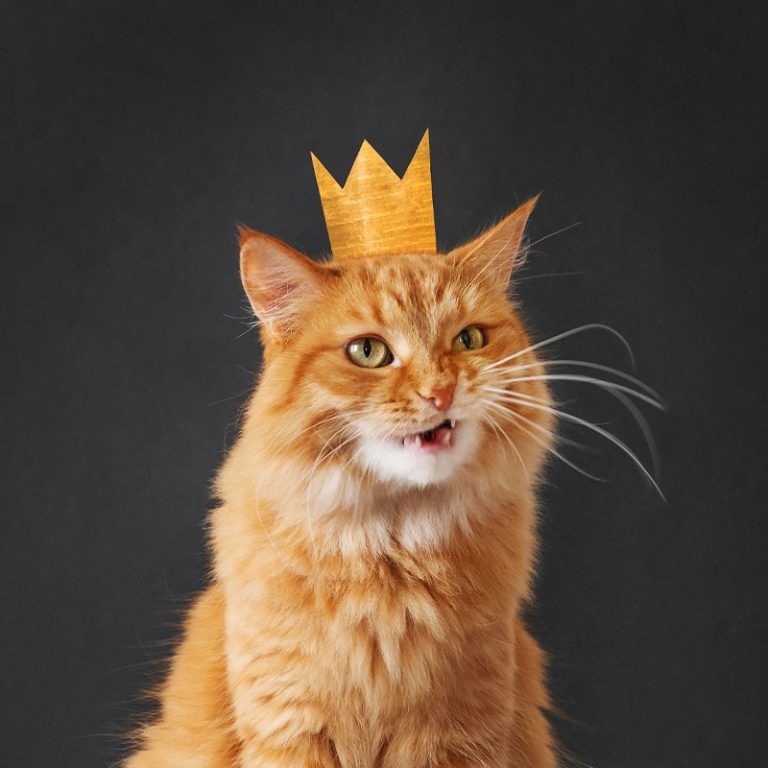 The Alaska Cat Cafe