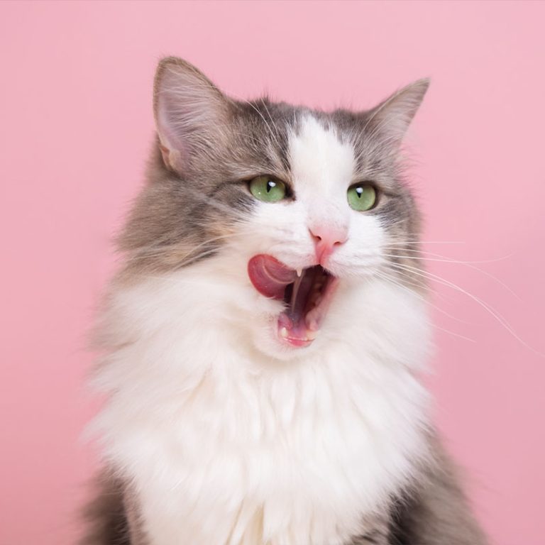 The Alaska Cat Cafe