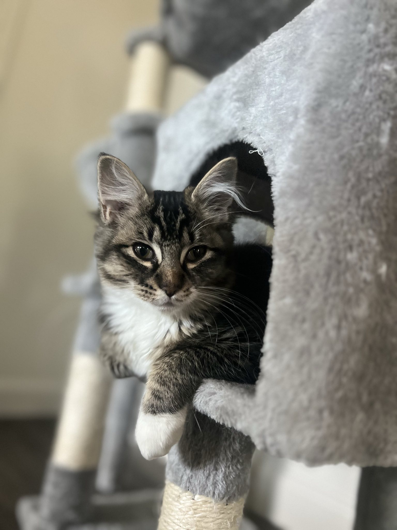 The Alaska Cat Cafe