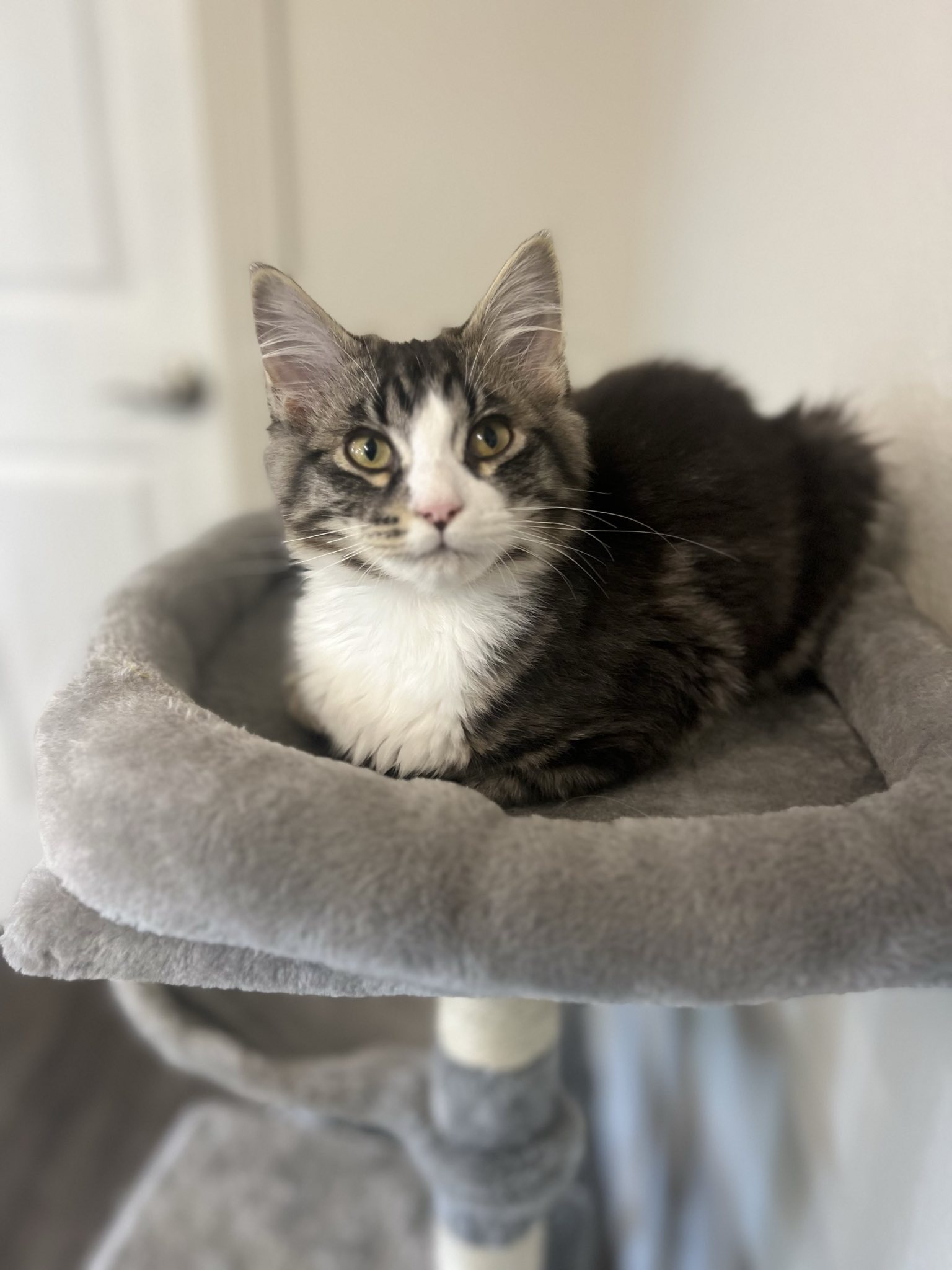 The Alaska Cat Cafe