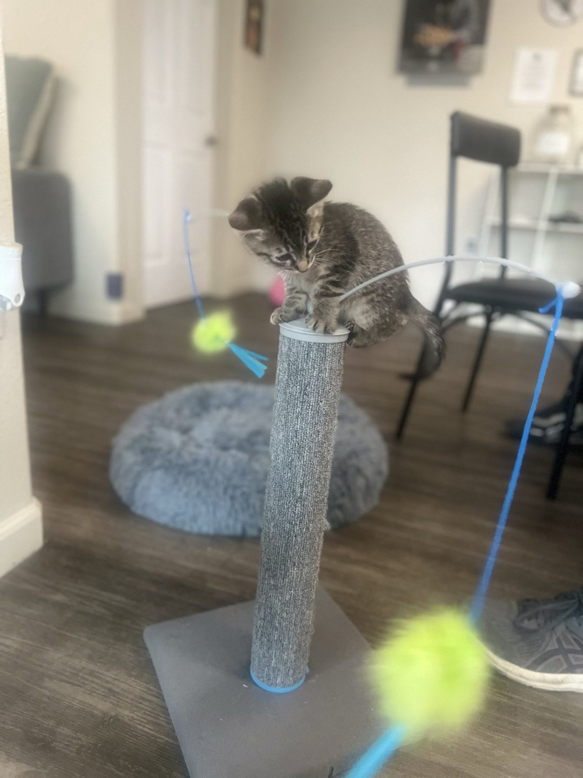 The Alaska Cat Cafe