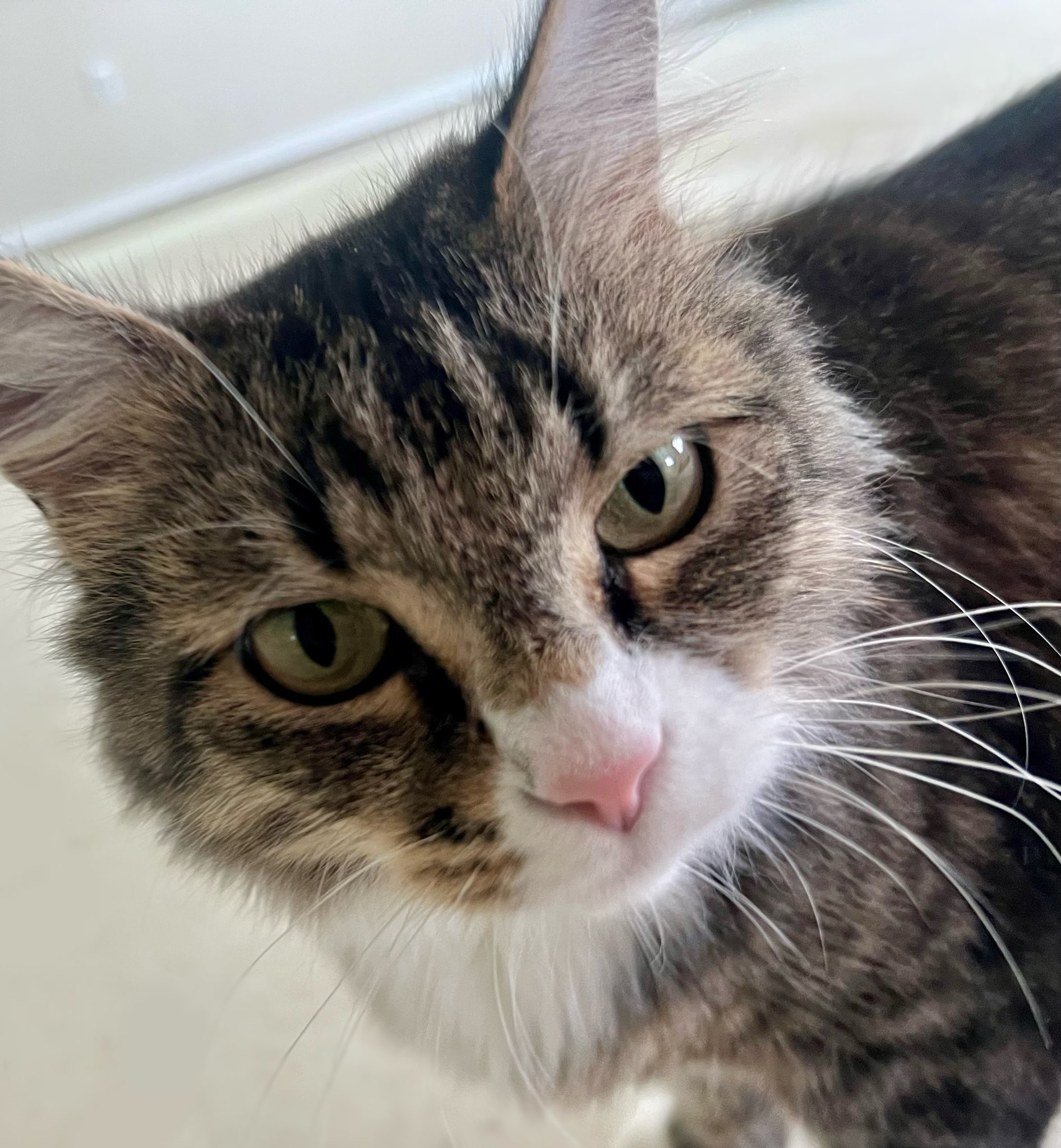 The Alaska Cat Cafe