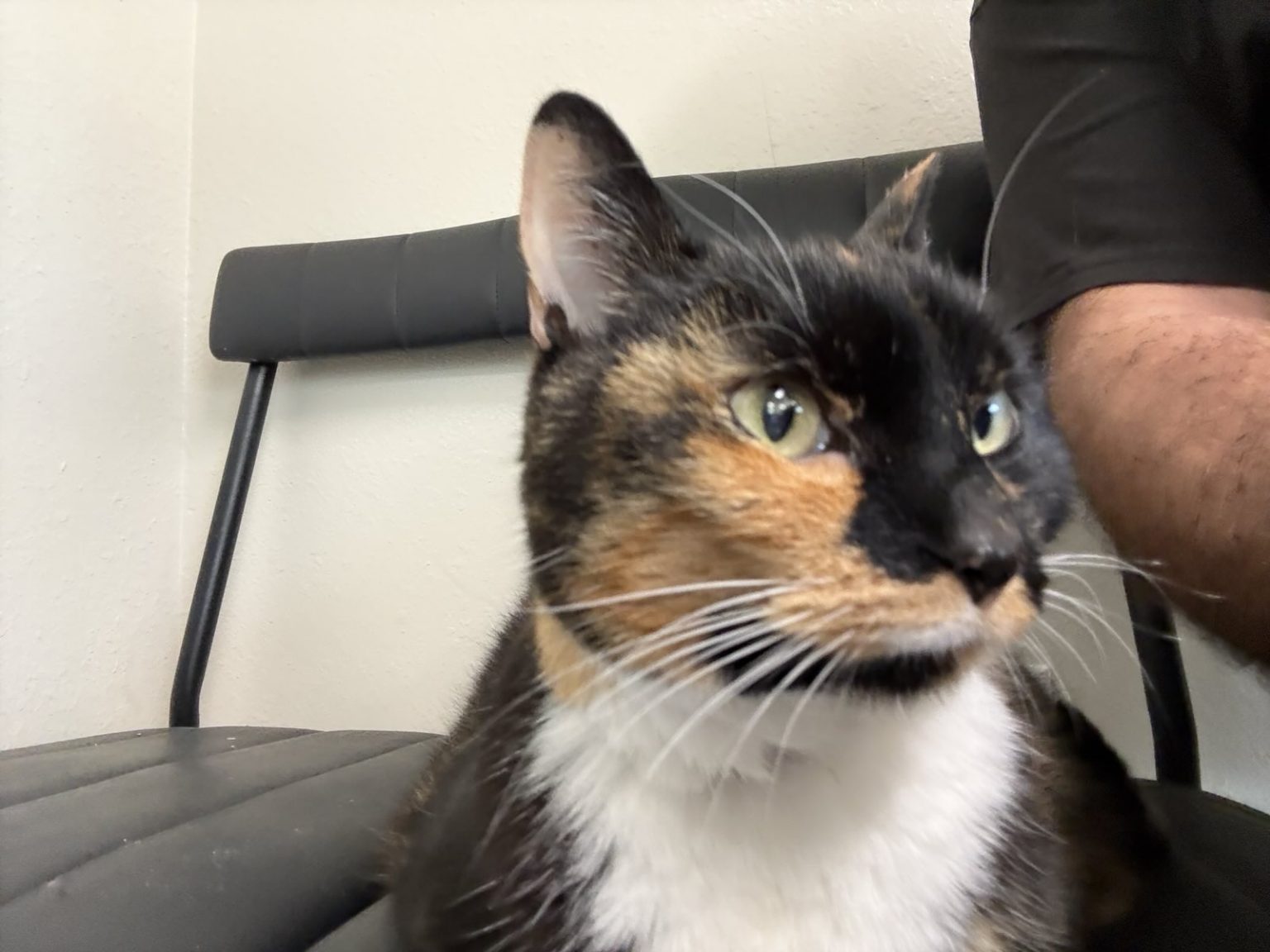 The Alaska Cat Cafe