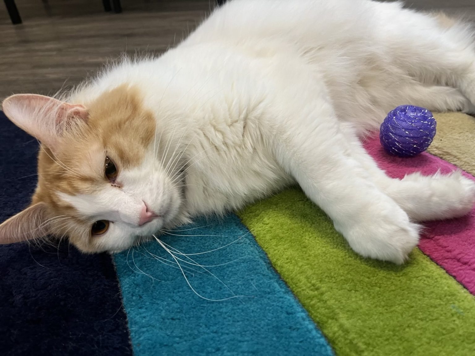 The Alaska Cat Cafe