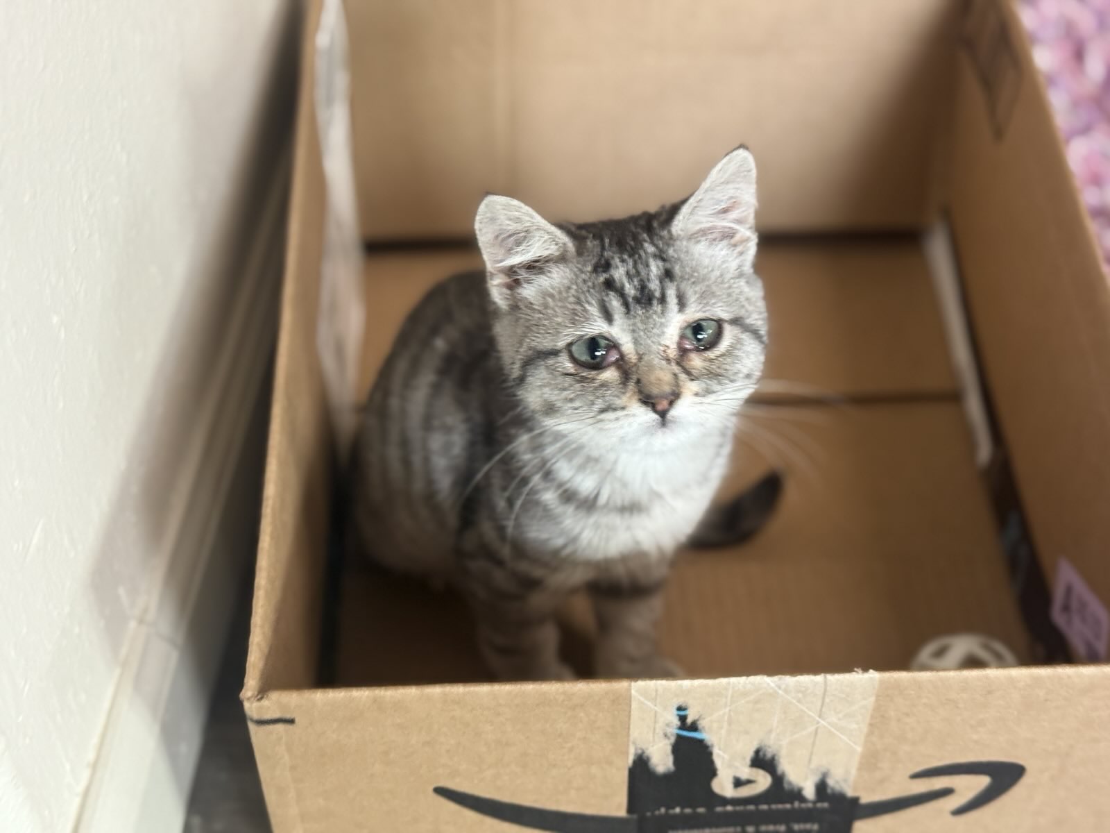 The Alaska Cat Cafe